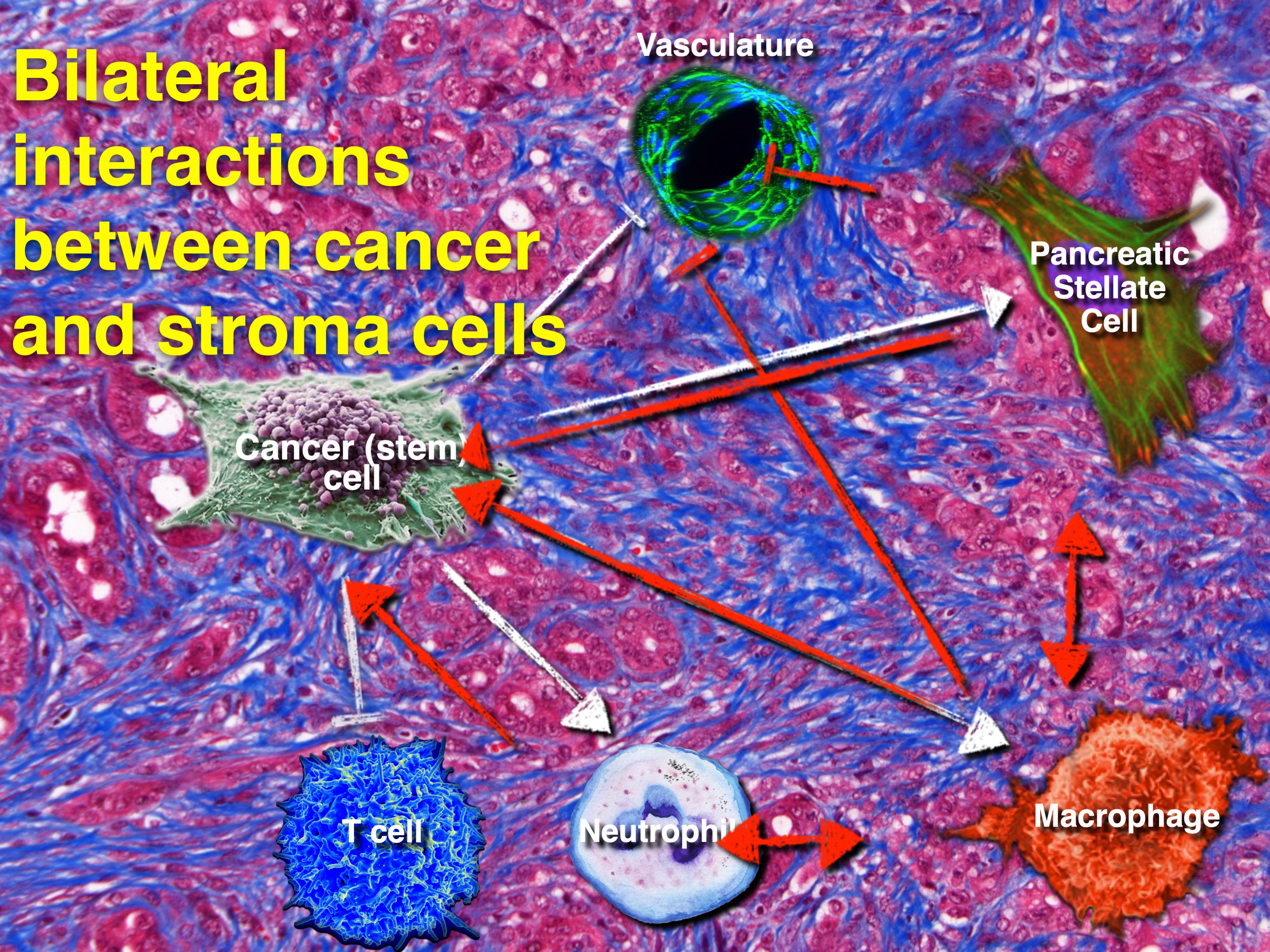 Research-Center for Single-Cell Omics