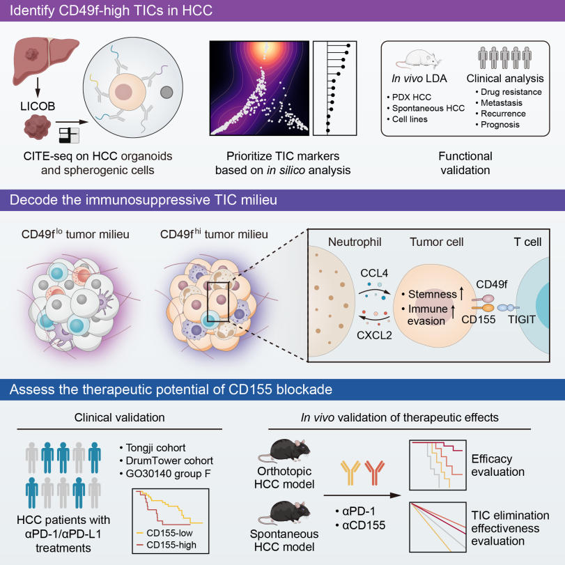 Cancer Cell│单细胞组学与疾病研究中心助理研究员郑铨与上海市肿瘤研究所覃文新/王存团队合作揭示CD49fhigh肝癌起始细胞免疫逃逸 ...