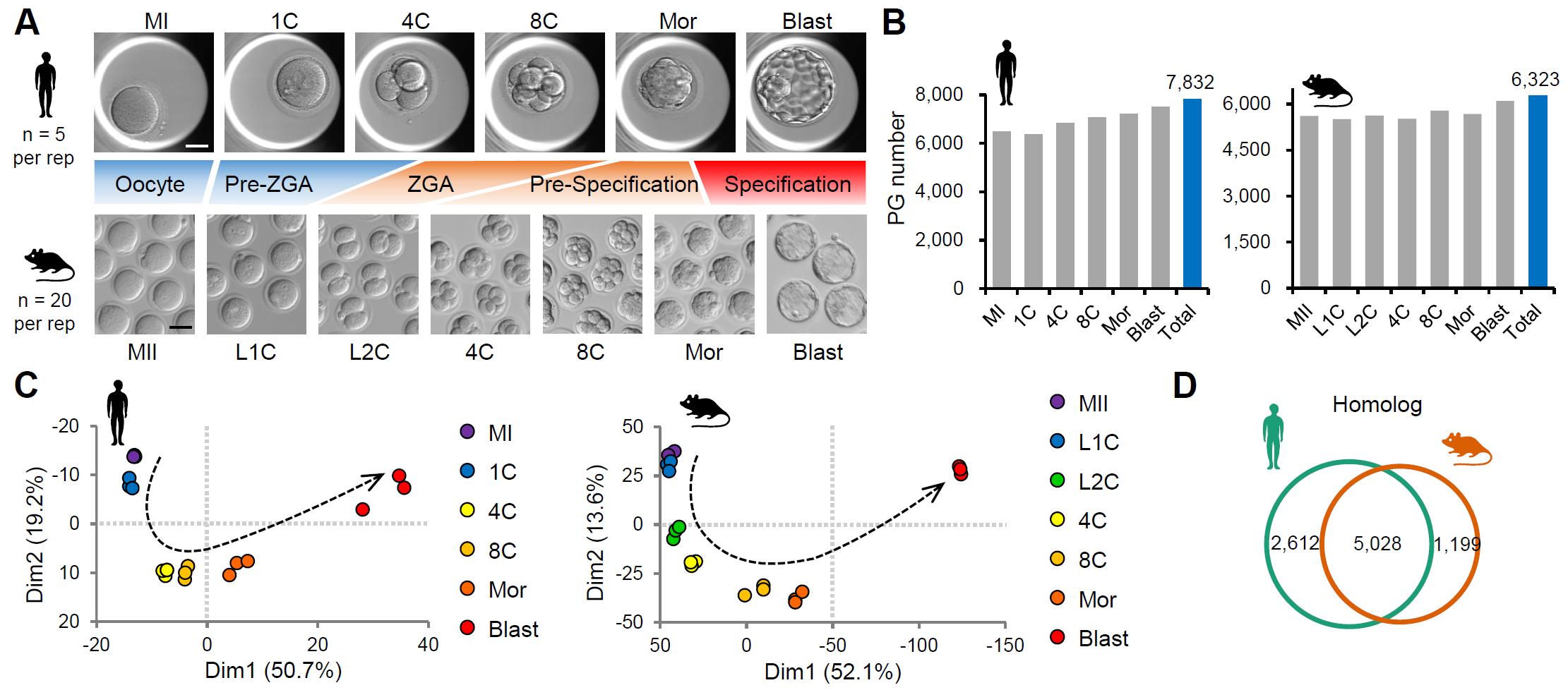 Cell | Researchers understand the success and failure of early human ...