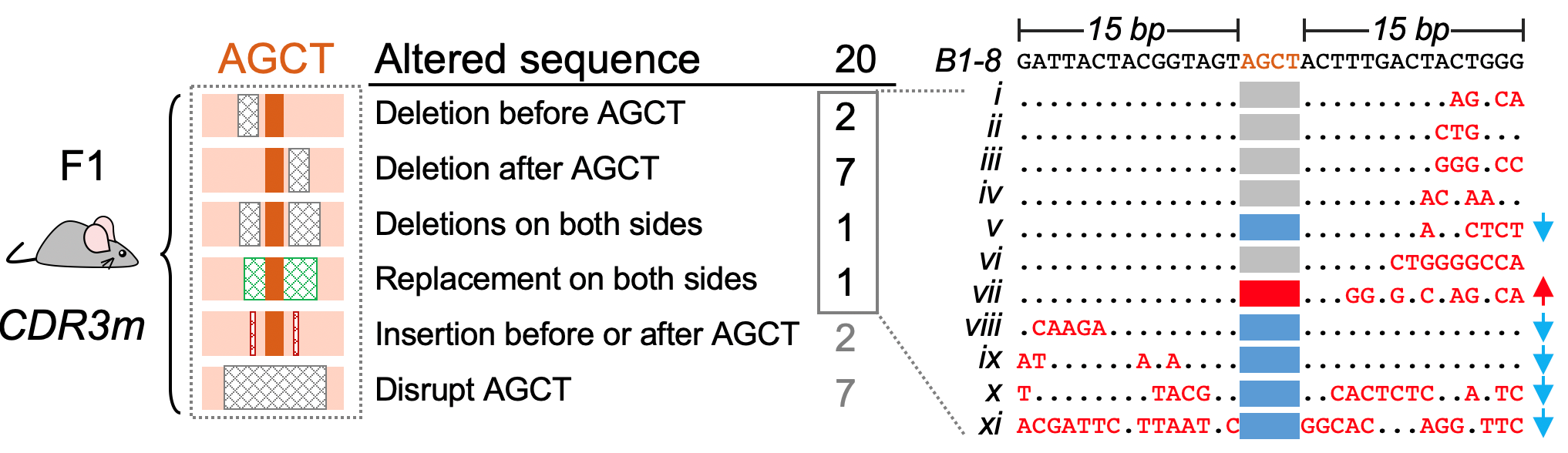 Cell | 上海市免疫学研究所叶菱秀团队与中科院分子细胞卓越中心孟飞龙团队揭示DNA柔性对抗体基因超突变谱式的塑造-上海交通大学医学院精神文明网