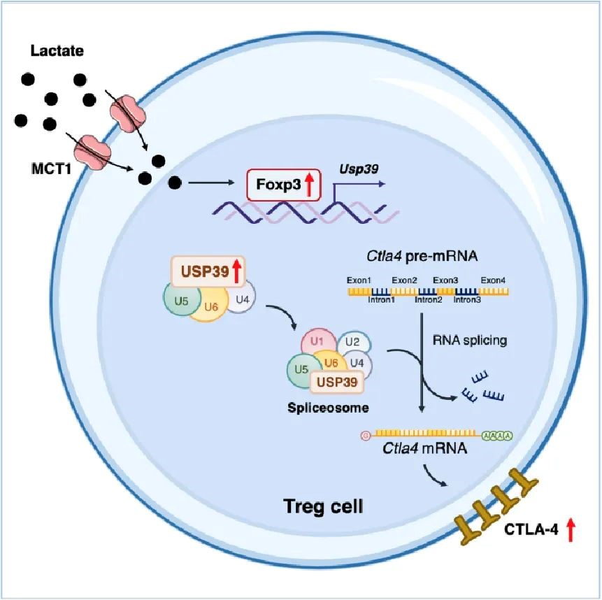 Immunity |邹强课题组等揭示乳酸介导CTLA-4的RNA剪接以维持Treg细胞免疫抑制功能的机制-上海交通大学基础医学院