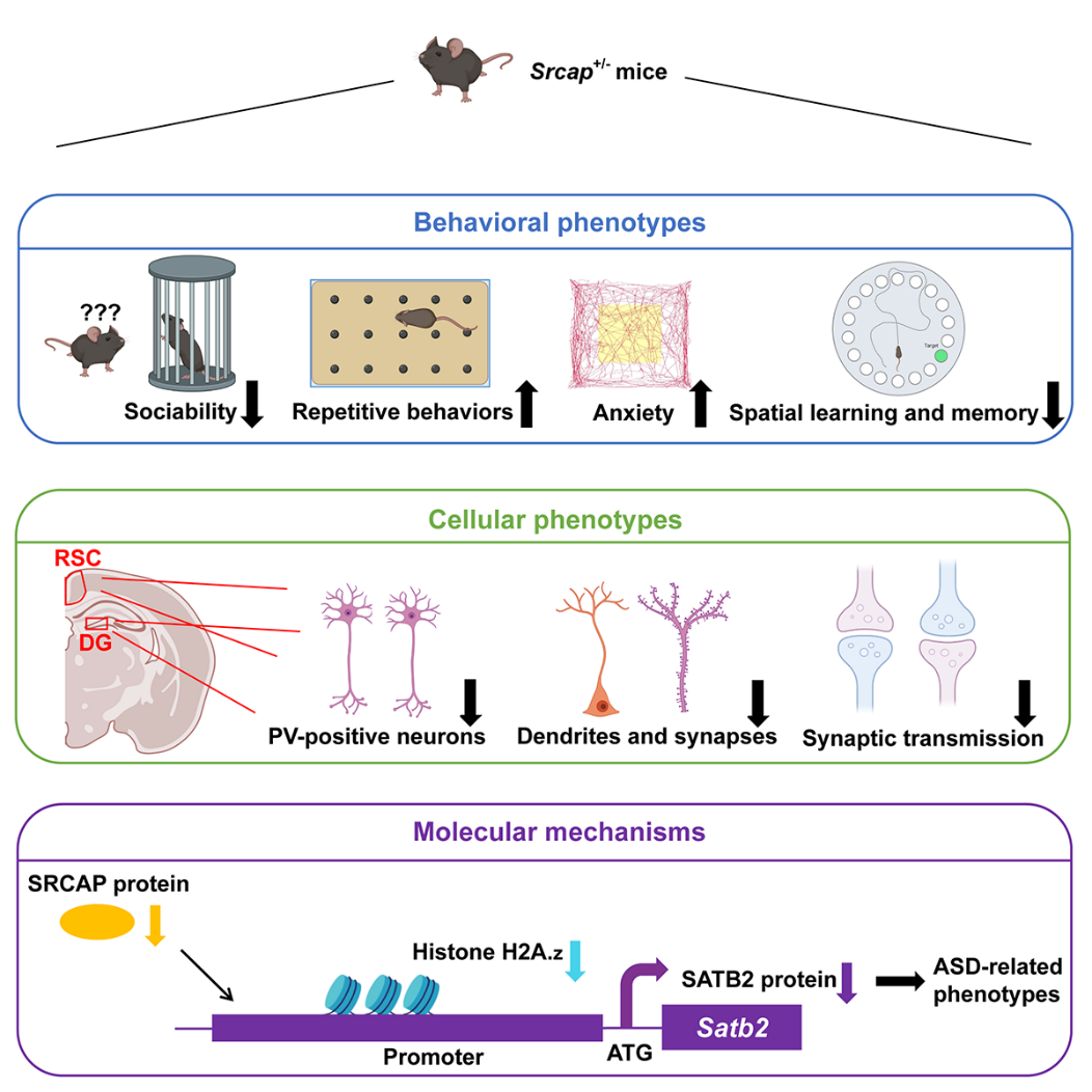 仇子龙团队报道SRCAP基因突变导致孤独症的新机制-松江研究院