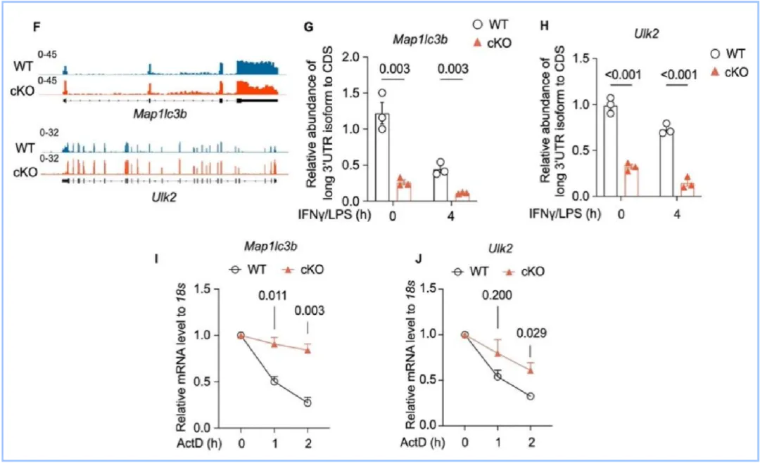 CMI | 免疫所李华兵课题组发现mRNA 3'UTR-APA事件调控巨噬细胞自噬与炎症-上海市免疫学研究所