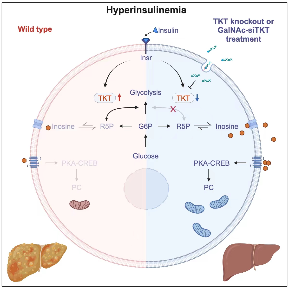 基础医学院童雪梅团队揭示转酮醇酶调控线粒体代谢稳态的机制并提出治疗代谢相关脂肪性肝病的核酸疗法-上海交通大学医学院-新闻网