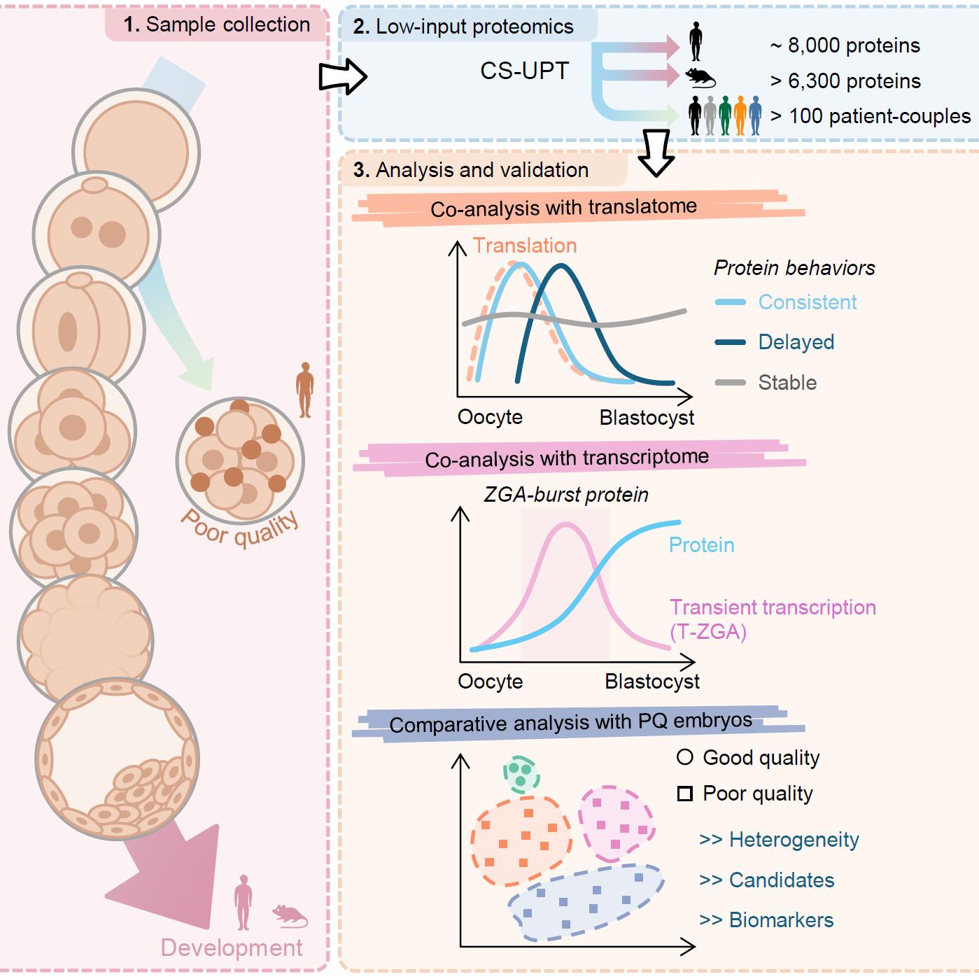 Cell | Researchers understand the success and failure of early human ...
